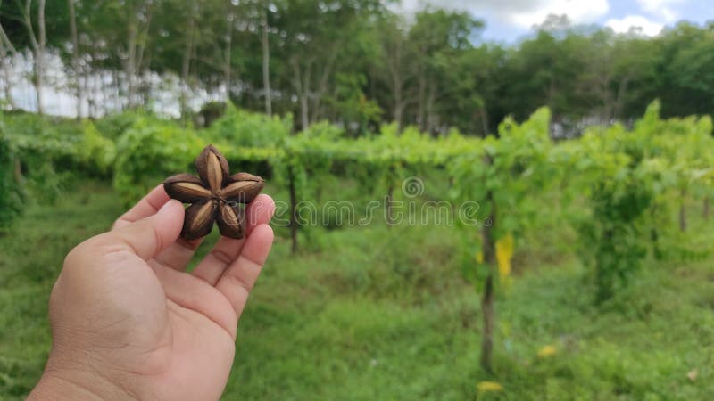 Super food sacha inchi stock image. Image of inchi, super - 299031507