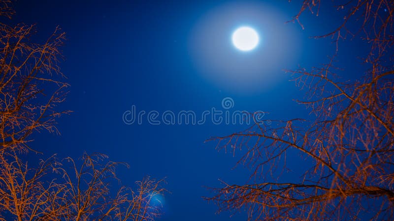 Full moon behind the trees stock image. Image of weather - 178529951