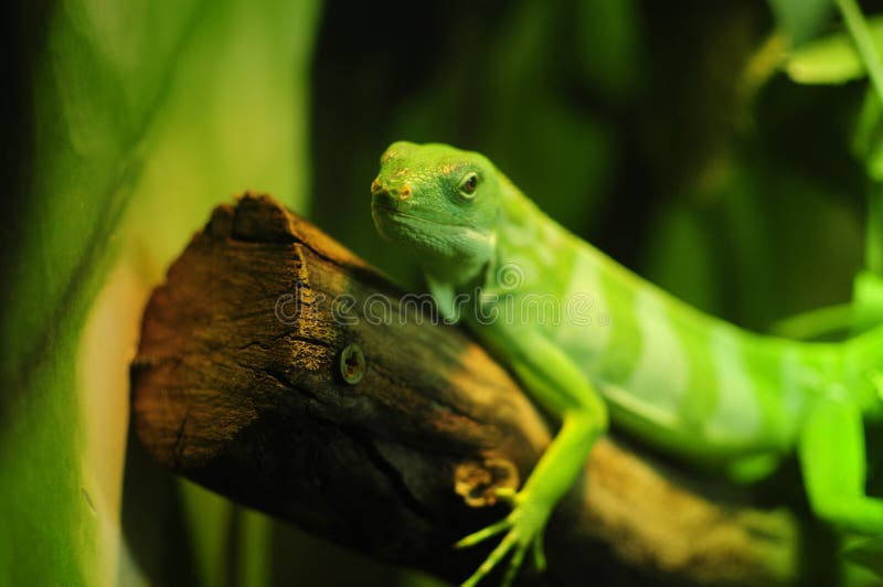 Super green lizard stock photo. Image of leaf, lizard - 270655906
