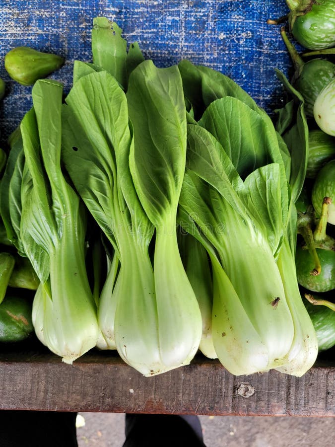Super green pac choy stock image. Image of salad, dish - 240220677