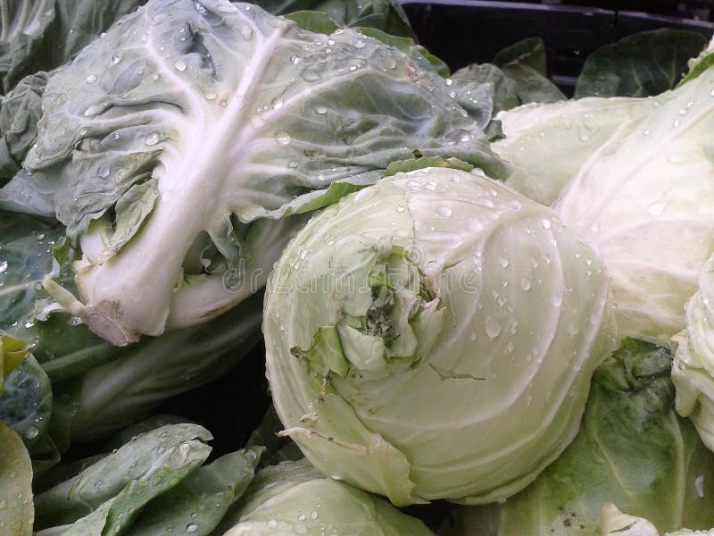 Super healthy Cabbage stock photo. Image of leaf, nhealthy - 122504216