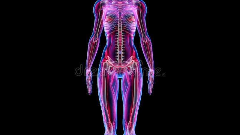 Human Female Anatomy 3D Animation Biology Science Technology Stock ...