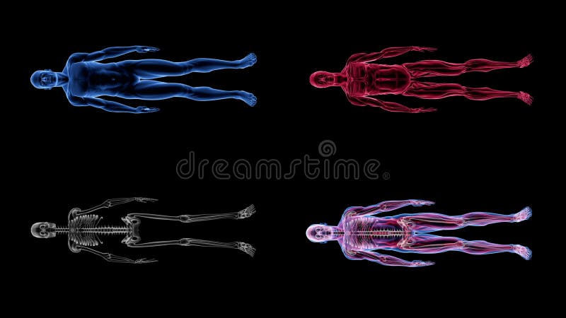 Human Male Anatomy 3D Animation Biology Science Technology Stock Video ...