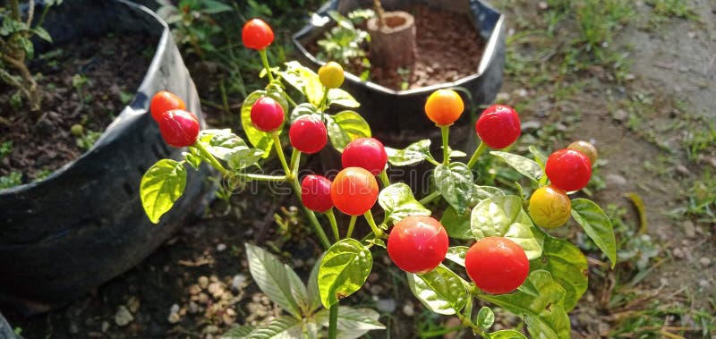 Cabe Bulat Stock Illustrations – 1 Cabe Bulat Stock Illustrations ...