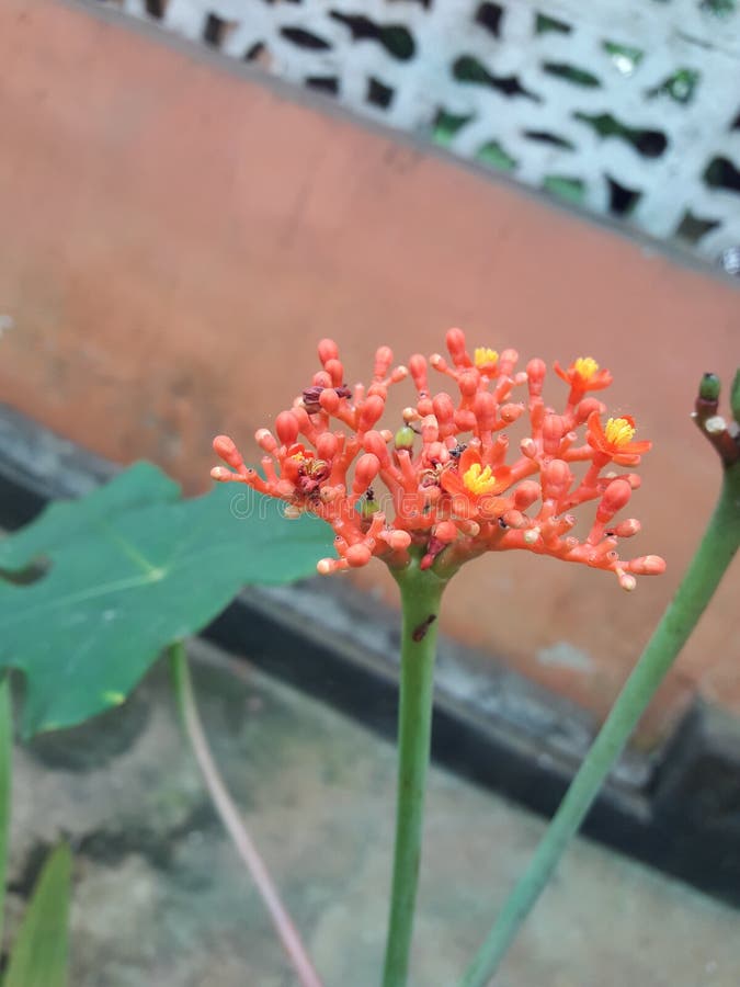 Super hot flower stock photo. Image of shrub, leaf, wildflower - 209644750