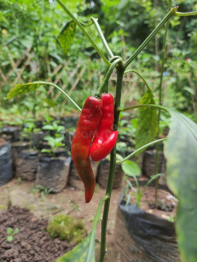 Super Hot Indonesian Red Chili Stock Photos - Free & Royalty-Free Stock ...