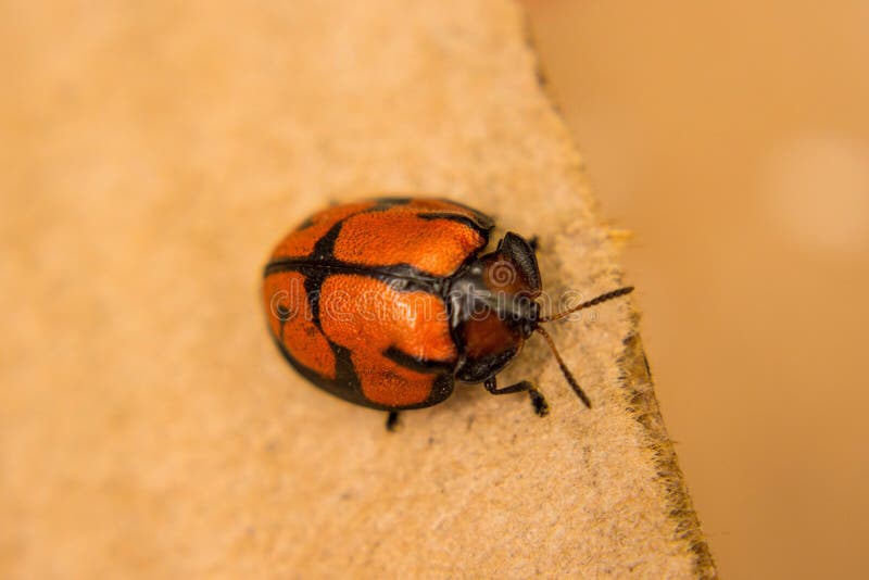 Huge Red Ladybug on a Building Facade Stock Image - Image of daytime ...
