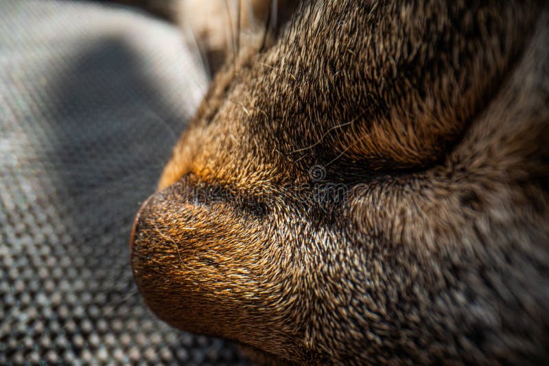 Super Macro Cat Photography, Funny Cat Close Up Macro Image Stock Photo ...