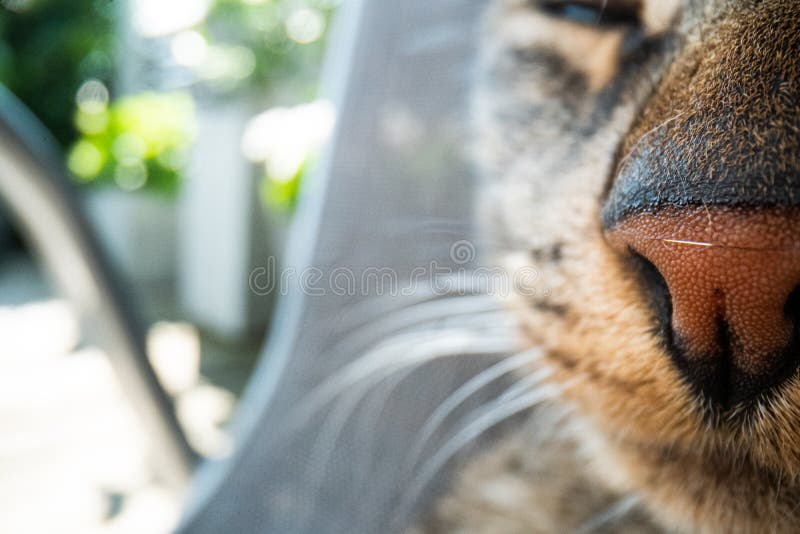 Super Macro Cat Photography, Funny Cat Close Up Macro Image Stock Image ...