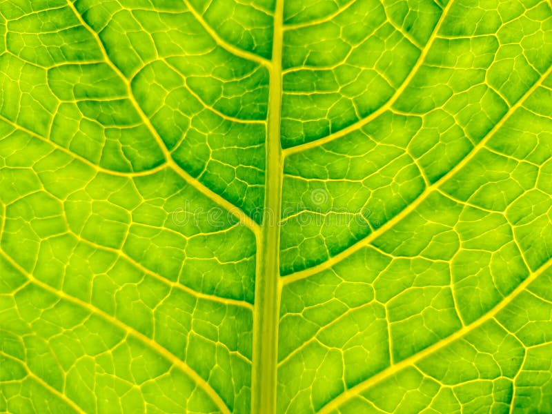 Super macro stock image. Image of natural, soft, intricate - 359032105