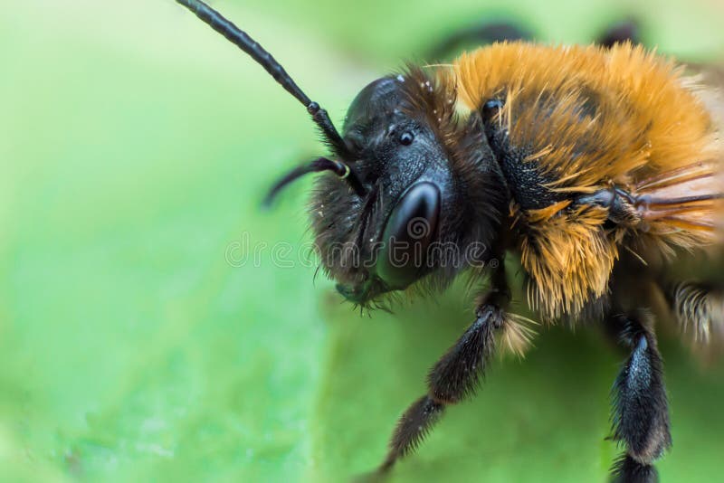 Super macro of earth bee stock image. Image of closeup - 182391225