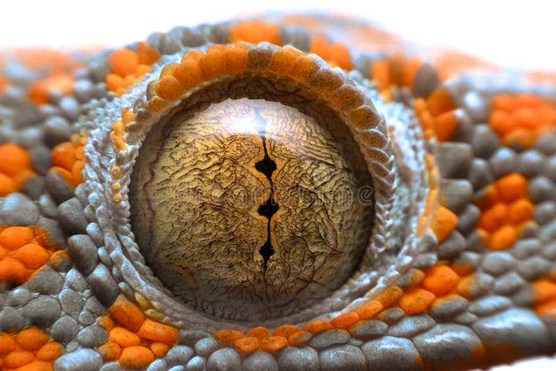 Super macro eye gecko stock photo. Image of wildlife - 131477892