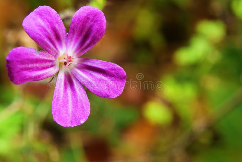 Super macro flower stock photo. Image of blur, background - 16626120