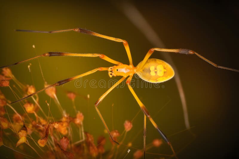 Super Macro Image of Jumping Spider. Neural Network AI Generated Stock ...