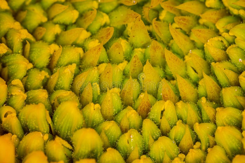 Super Macro of Middle of Sunflower, Close-Up Stock Photo - Image of ...