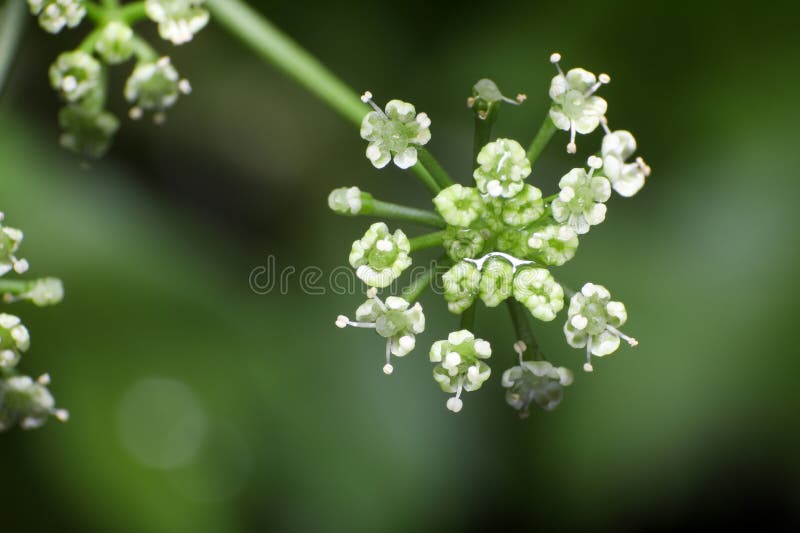 Super Macro Photo of Celery Flower in Green Nature Background Stock ...