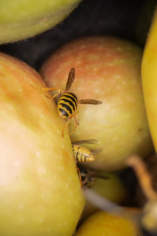 Super Macro Photography of Wasps on Apples, Wesp Eats Some Apple Macro ...