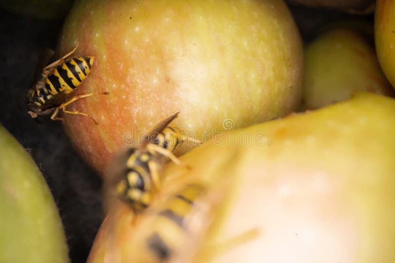 Super Macro Photography of Wasps on Apples, Wesp Eats Some Apple Macro ...