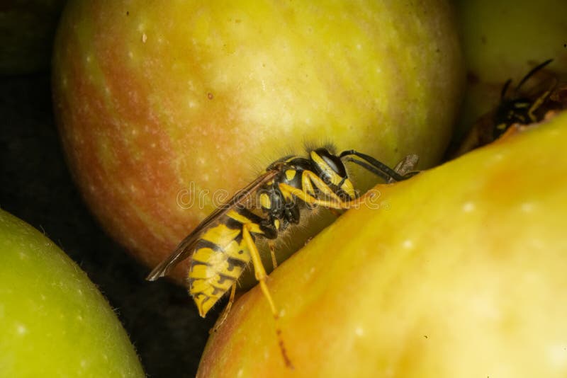 Super Macro Photography of Wasps on Apples, Wesp Eats Some Apple Macro ...