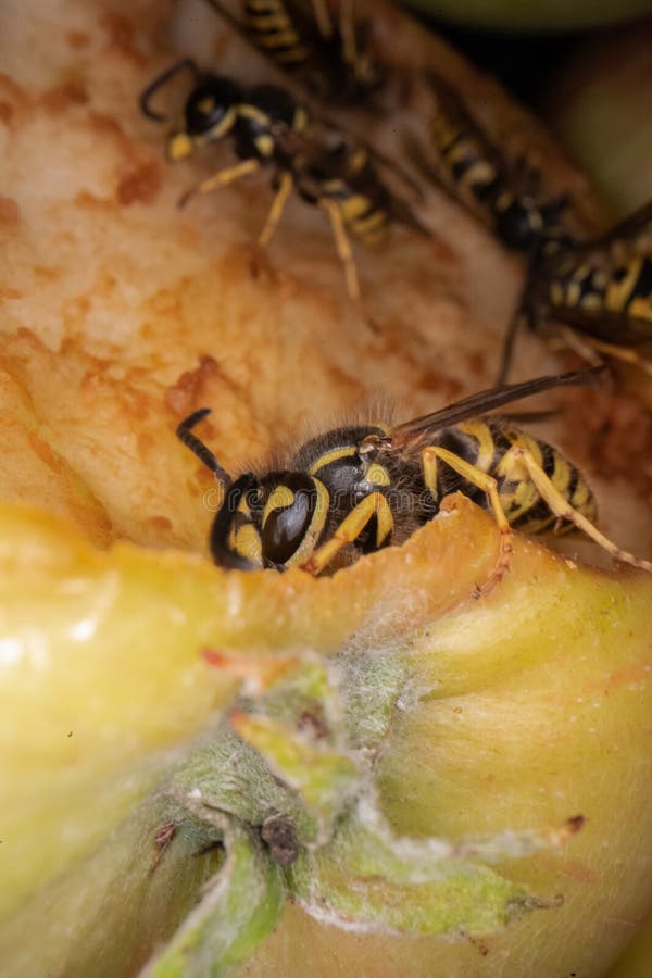 Super Macro Photography of Wasps on Apples, Wesp Eats Some Apple Macro ...