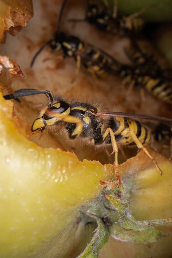 Super Macro Photography of Wasps on Apples, Wesp Eats Some Apple Macro ...