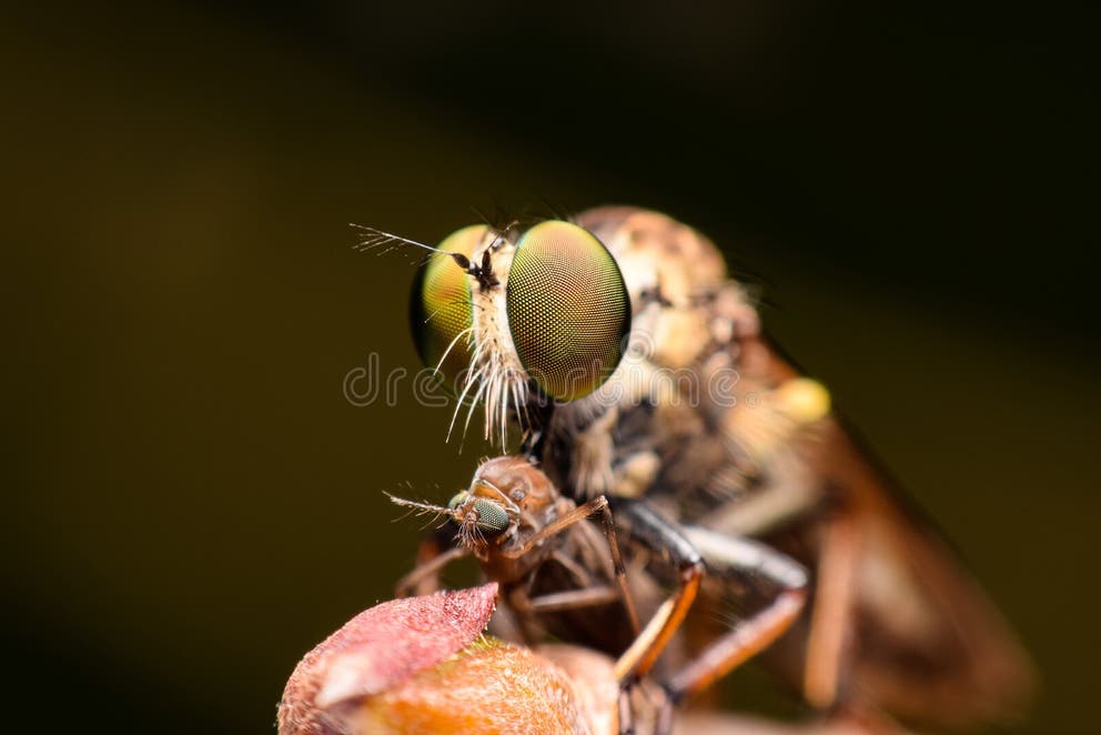 Super Macro 3:1 of Robber Fly Stock Photo - Image of invertebrate ...