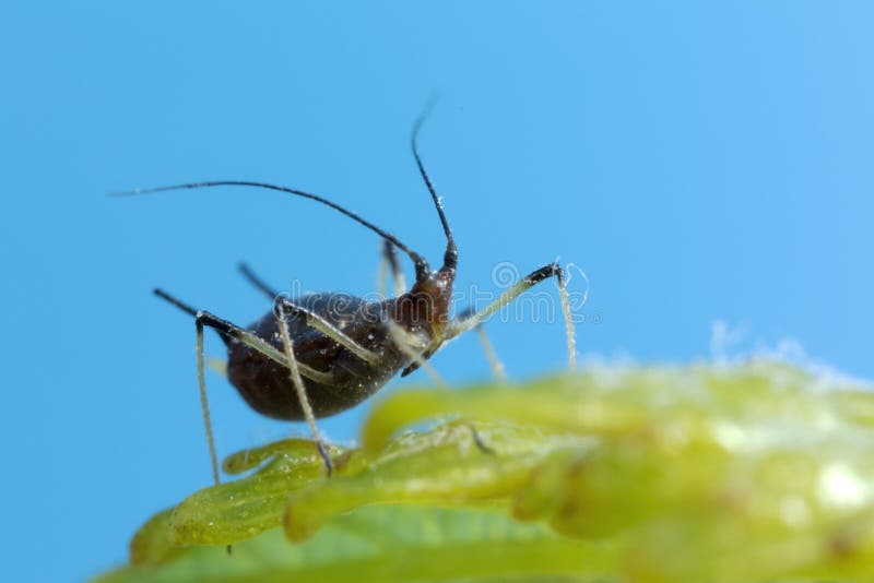 Super-macro shot of aphid stock photo. Image of macro - 62621700
