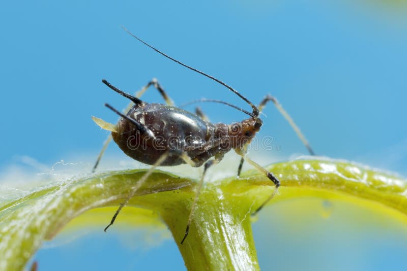 Super-macro shot of aphid stock photo. Image of feeds - 62621710