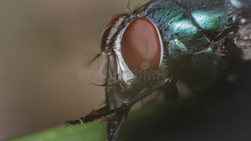Super Macro Shot Detail of a Fly Face Stock Image - Image of hairy ...