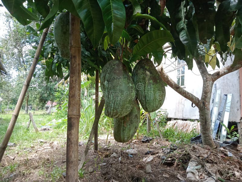 Super Mangoes stock photo. Image of mango, fruit, super - 284125534