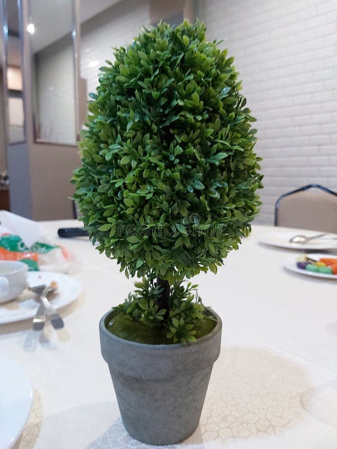 Super Mini Tree stock photo. Image of super, branch - 221926224