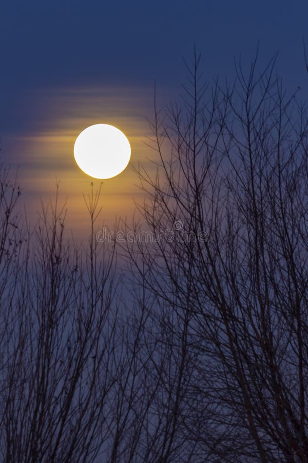 The Super Moon is Shining through the Branches of Trees Stock Image ...
