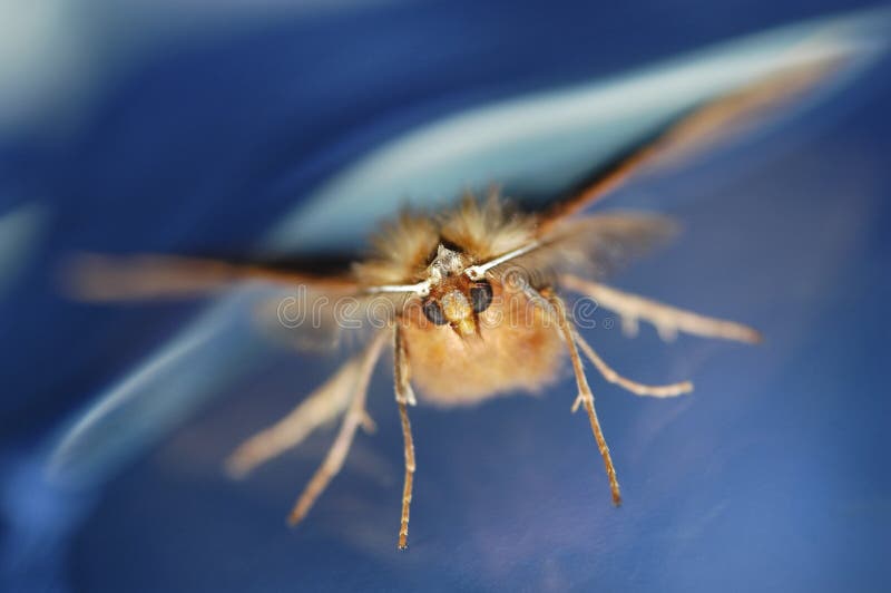Super Moth stock photo. Image of phobias, pest, monster - 434514