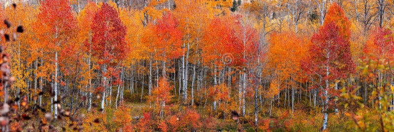 View of Bright Color Autumn Trees at Its Peak Color in Utah Wasatch ...