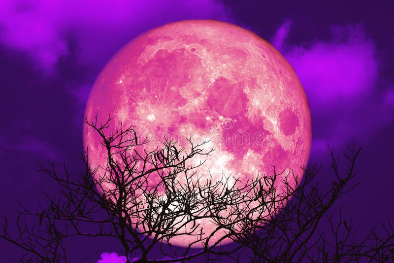 Super Pink Strawberry Moon and Silhouette Tree in the Night Sky Stock ...