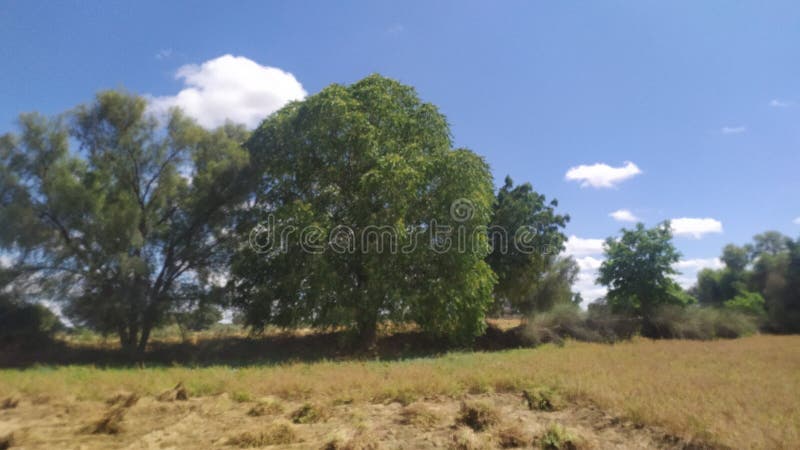 Super Rajasthan Tree and Rural Areas Picture Stock Photo - Image of ...
