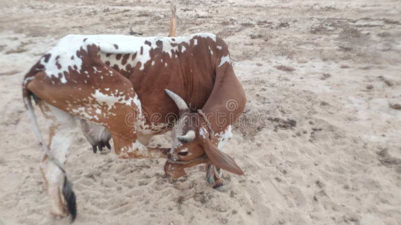 Super Rajasthani Cow Super Picture Hindustani Cow& X27;s Stock Photo ...