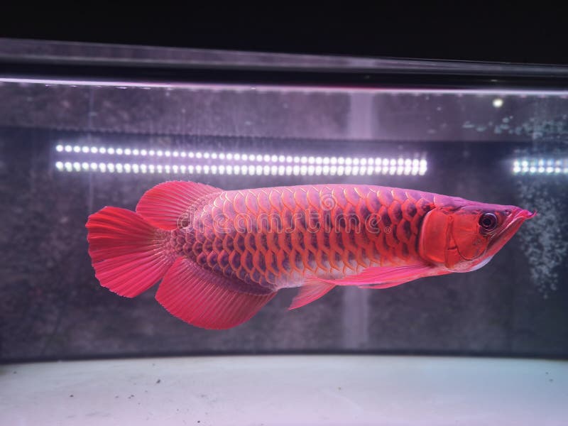 Super Red Arowana Fish Swimming in the Aquarium Stock Photo - Image of ...