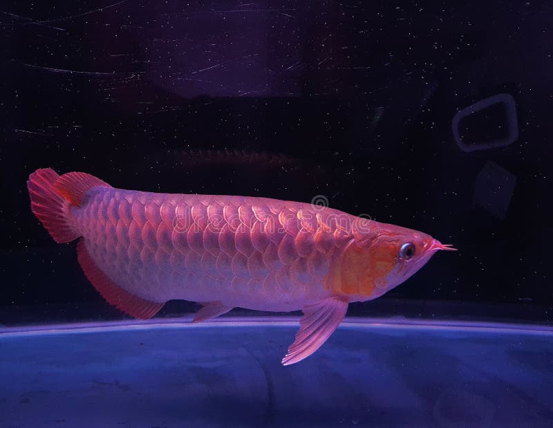 Super Red Arowana stock photo. Image of arowana, super - 262149400