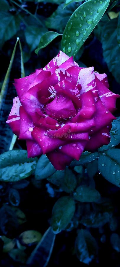 Super Red Blend White Rose with Water Drop Stock Photo - Image of blue ...