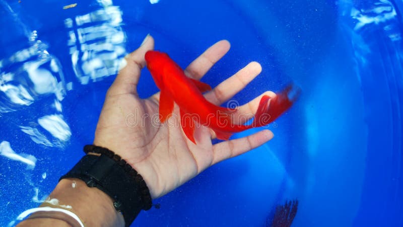 Super Red Butterfly Comet Fish Stock Photo - Image of butterfly, fish ...