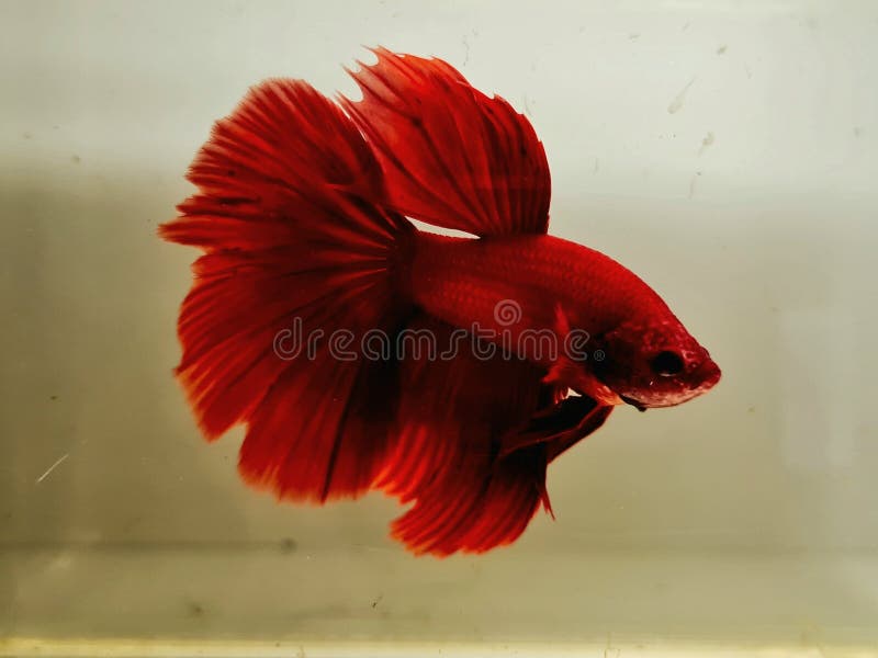 Super Red Halfmoon Betta Fish Stock Image - Image of betta, halfmoon ...