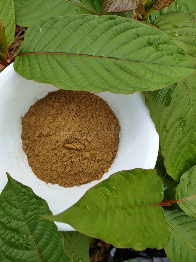 Super Red Kratom Nano Powder Stock Photo - Image of powder, purik ...