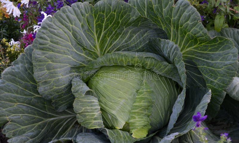 Alaskan Cabbage Stock Photos - Free & Royalty-Free Stock Photos from ...
