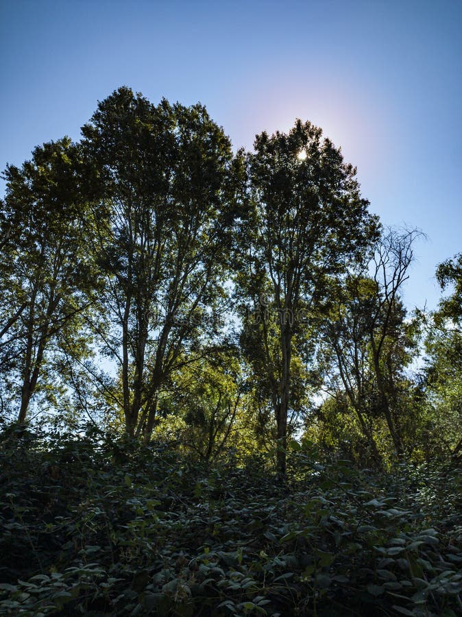 Super tall trees stock image. Image of grass, autumn - 259195707