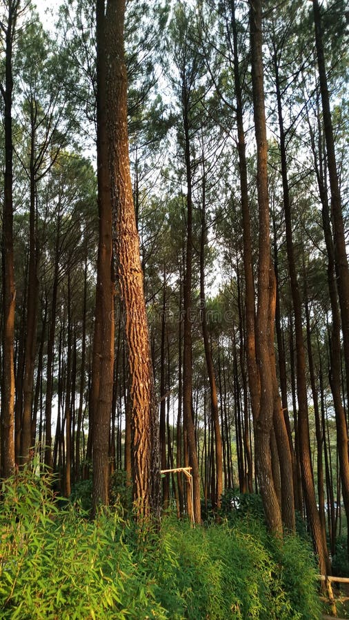 Super Tall Trees in the Pine Forest Stock Image - Image of jungle ...