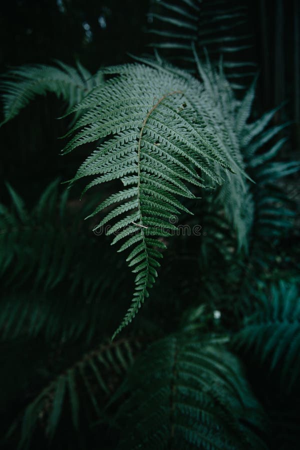 Super fern plant stock photo. Image of adiantum, pteridaceae - 289121044