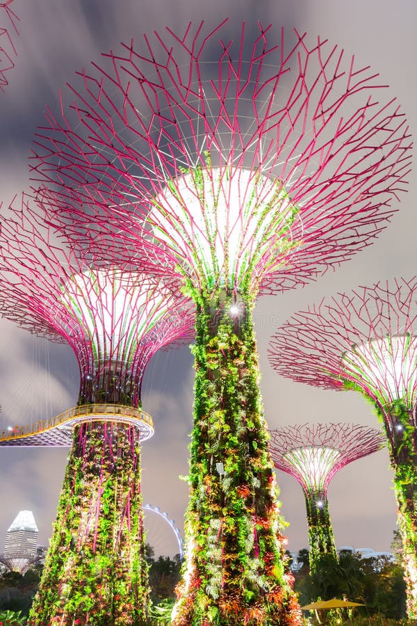 Super Trees Night Scene at Singapore Gardens by the Bay Stock Image ...