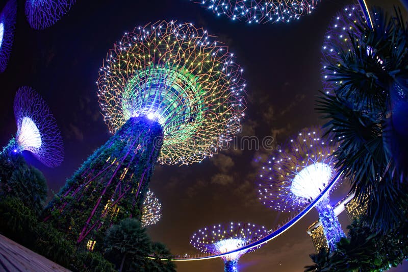 Super Tree in the Night Sky Stock Image - Image of light, plant: 357073633