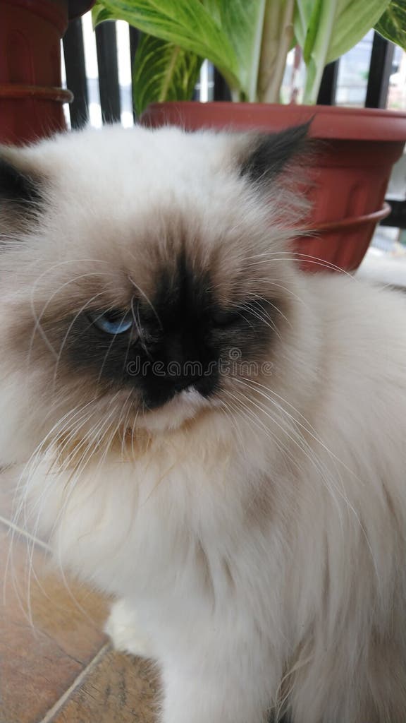 Super white cat model stock photo. Image of model, skin - 222278378